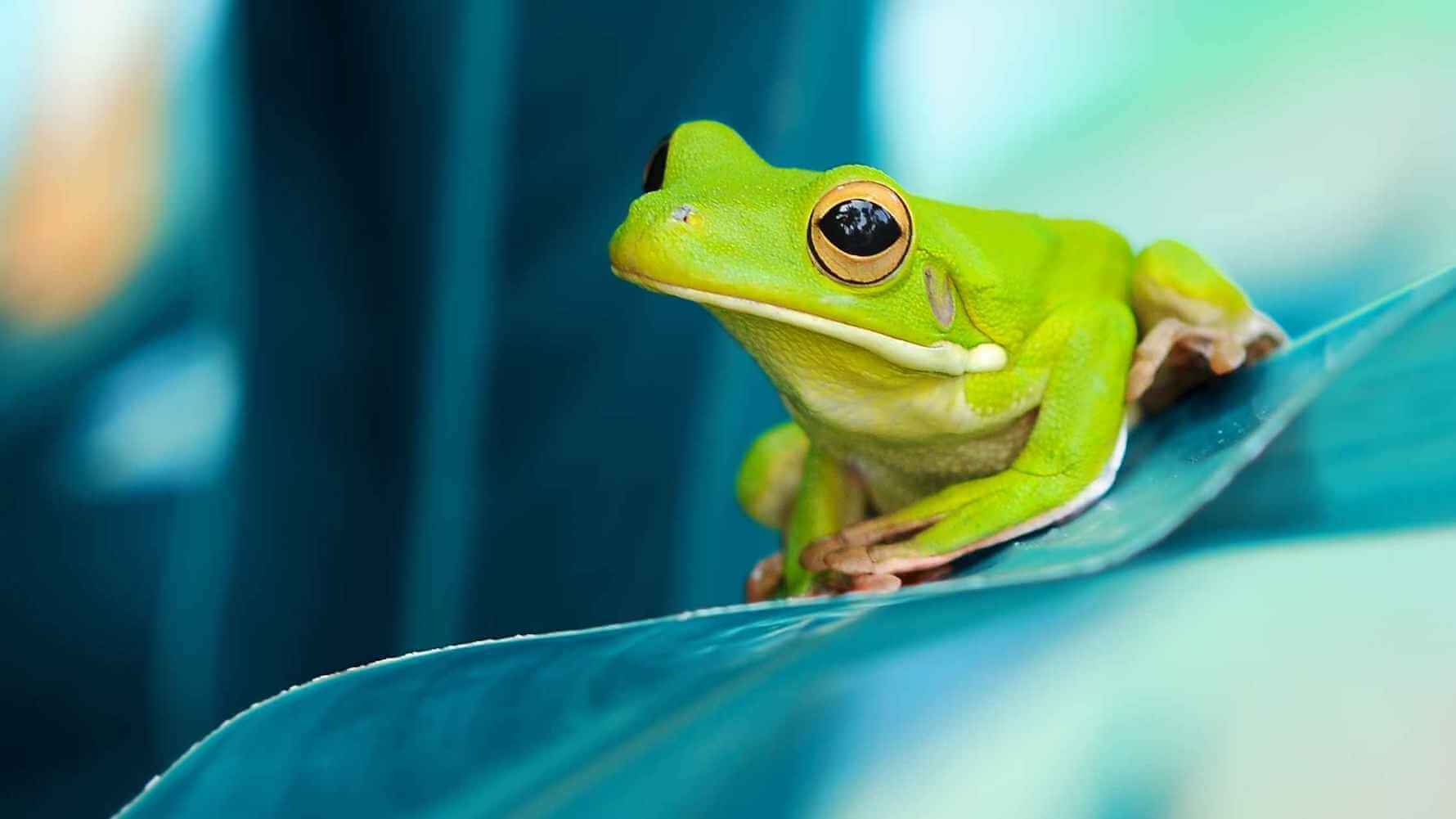 How to keep frogs away? (from the pool and from the house) - 9 Proven Ways