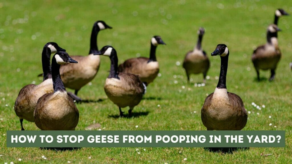 How to stop Geese from pooping in the yard? Effective Solutions
