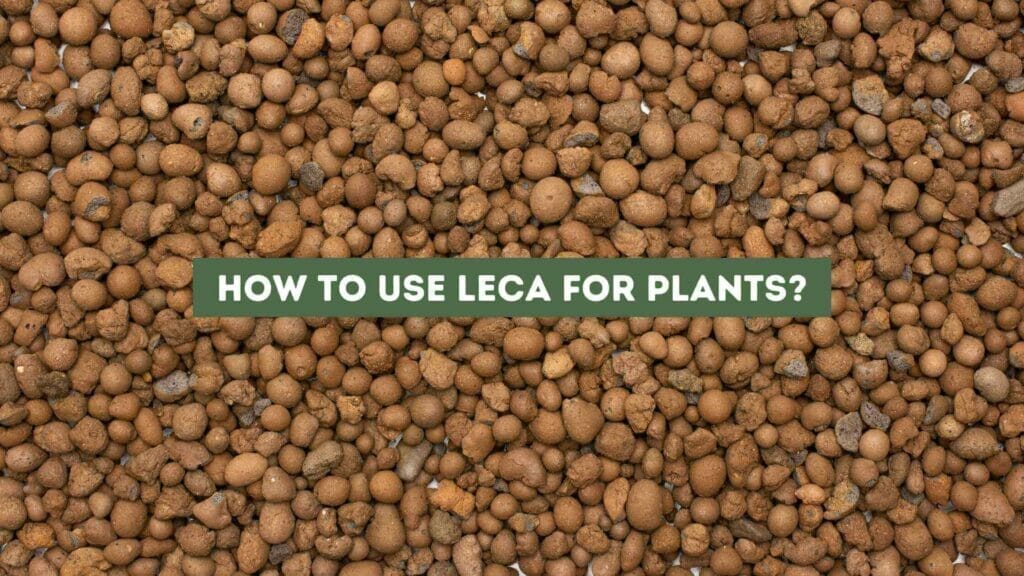 How to Use Leca for Plants: A Comprehensive Guide