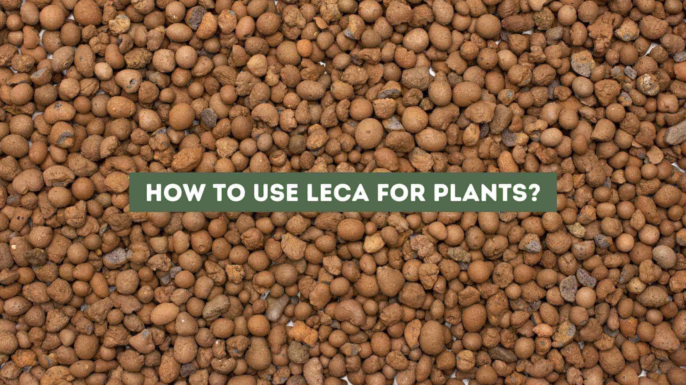 How to Use Leca for Plants: A Comprehensive Guide