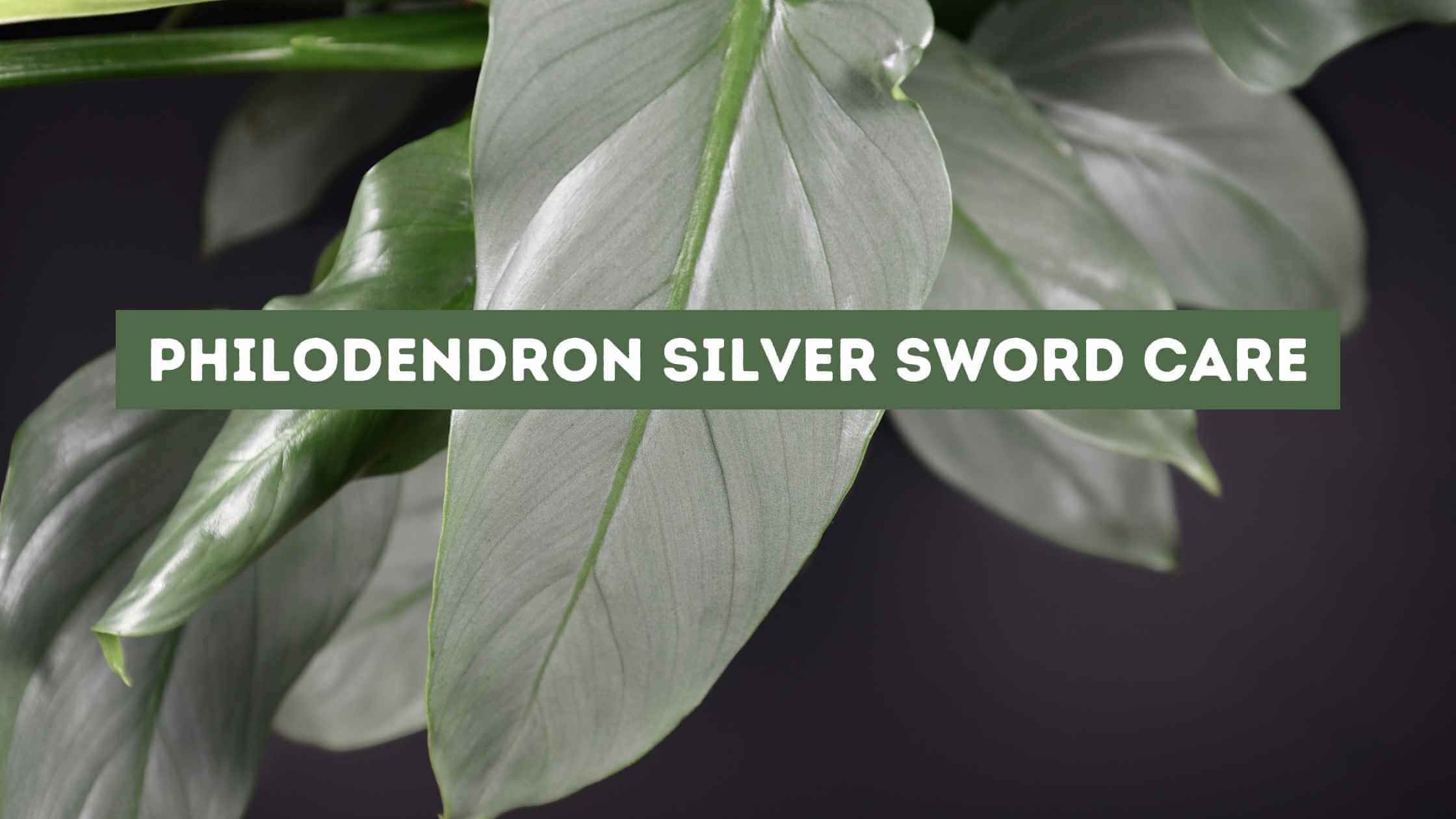 Philodendron Silver Sword Care: Tips for Healthy Growth
