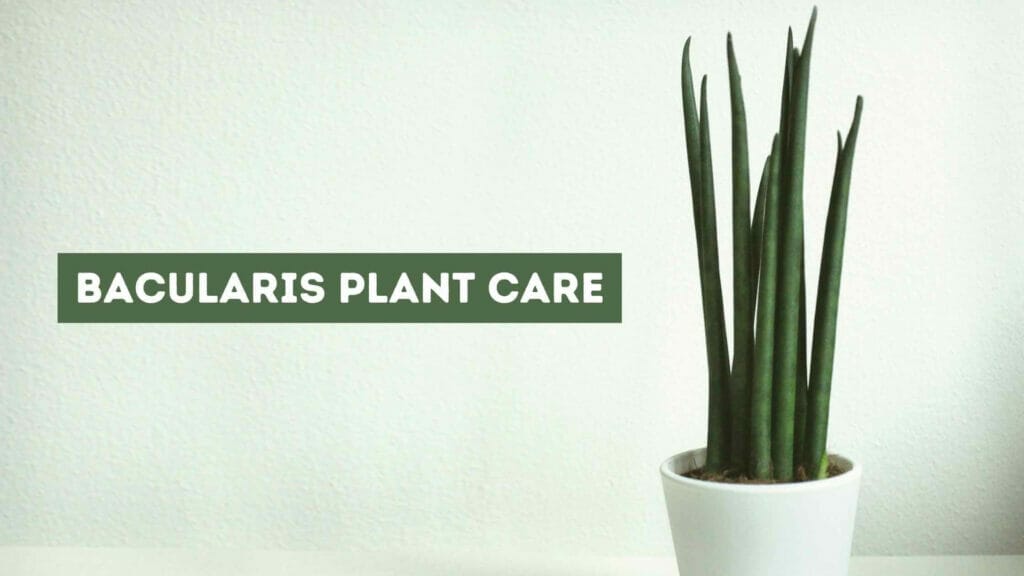 Bacularis Plant Care: Essential Tips for Optimal Growth