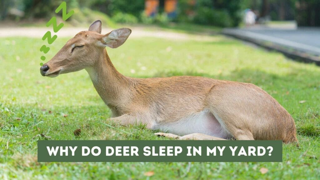 Why Do Deer Sleep in My Yard? Understanding Their Behavior