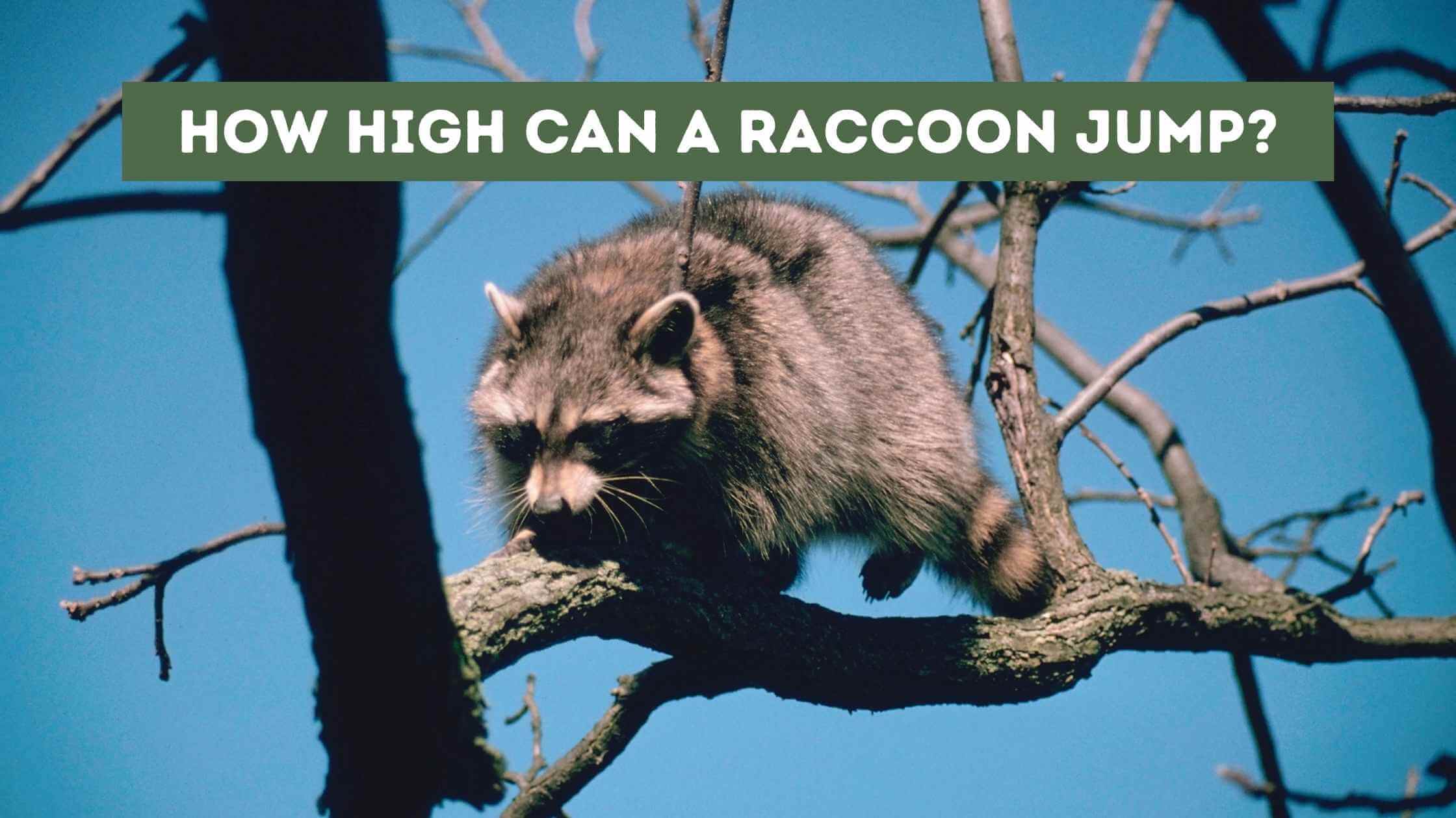 How High Can a Raccoon Jump? (Resolved)