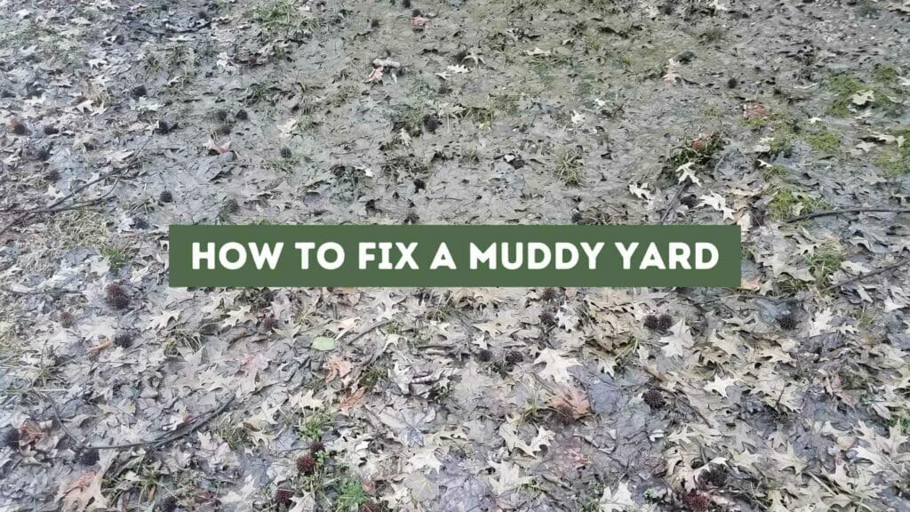 How to Fix a Muddy Yard (Tips and Tricks for a Healthy Lawn)