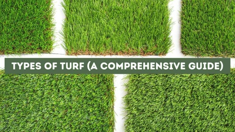 Types of Turf (A Comprehensive Guide)