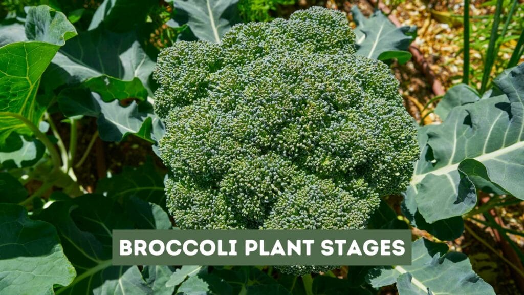 Broccoli Plant Stages (Growth and Development Explained)