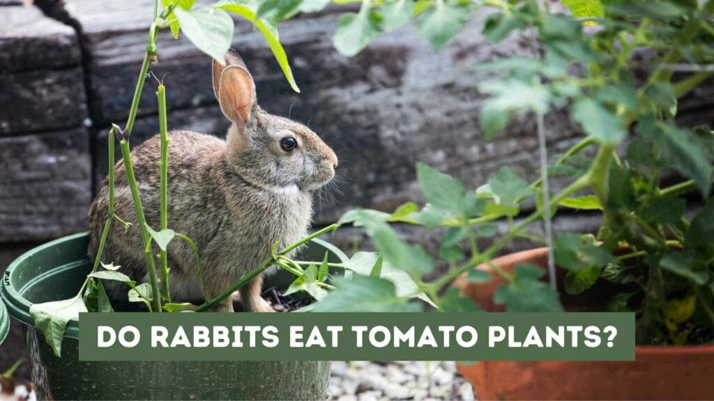 Do Rabbits Eat Tomato Plants? (Explained)