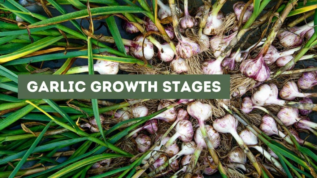 Garlic Growth Stages (Stages Explained)