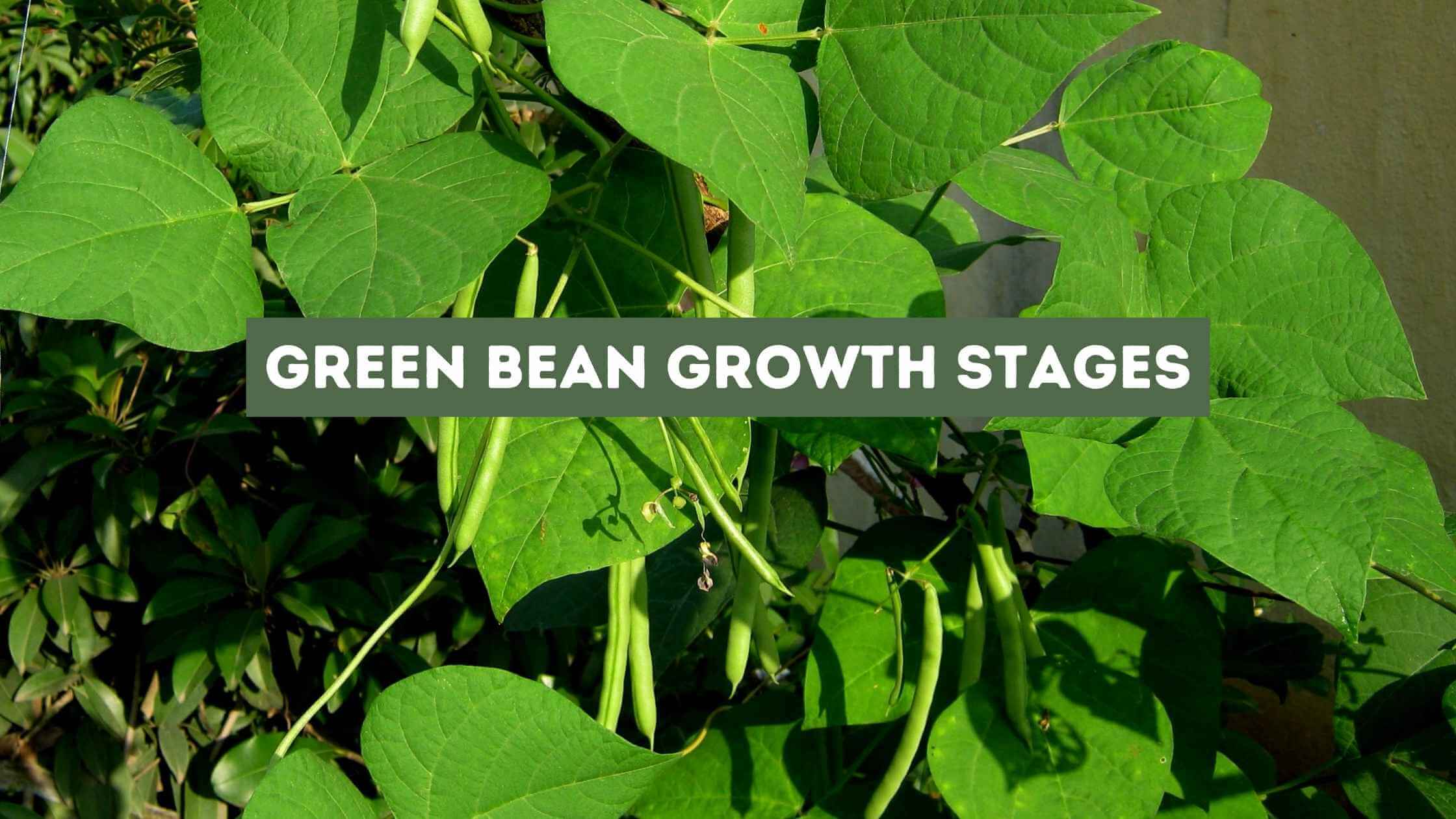 Green Bean Growth Stages (Revealed)