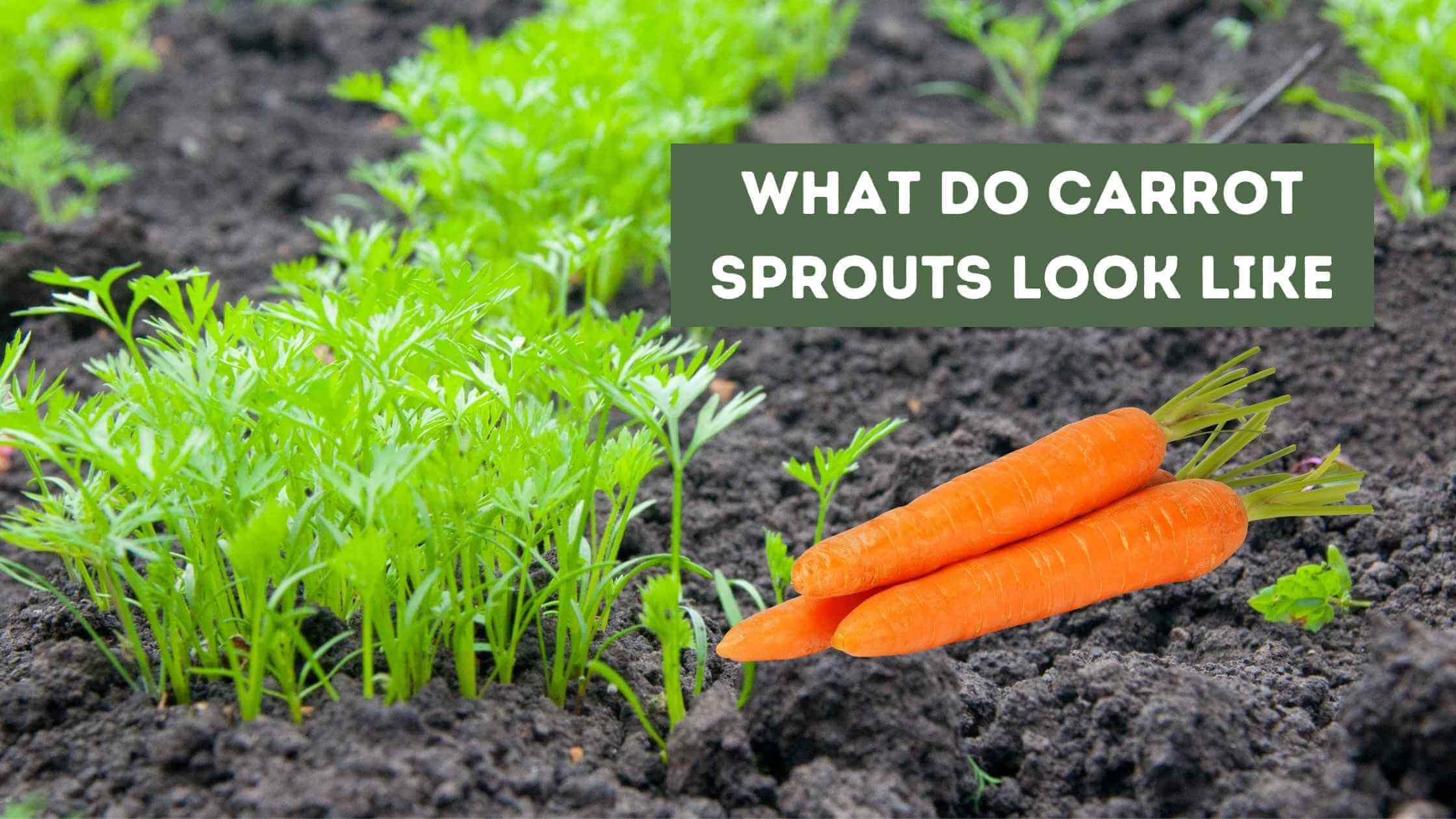 What Do Carrot Sprouts Look Like (A Visual Guide)